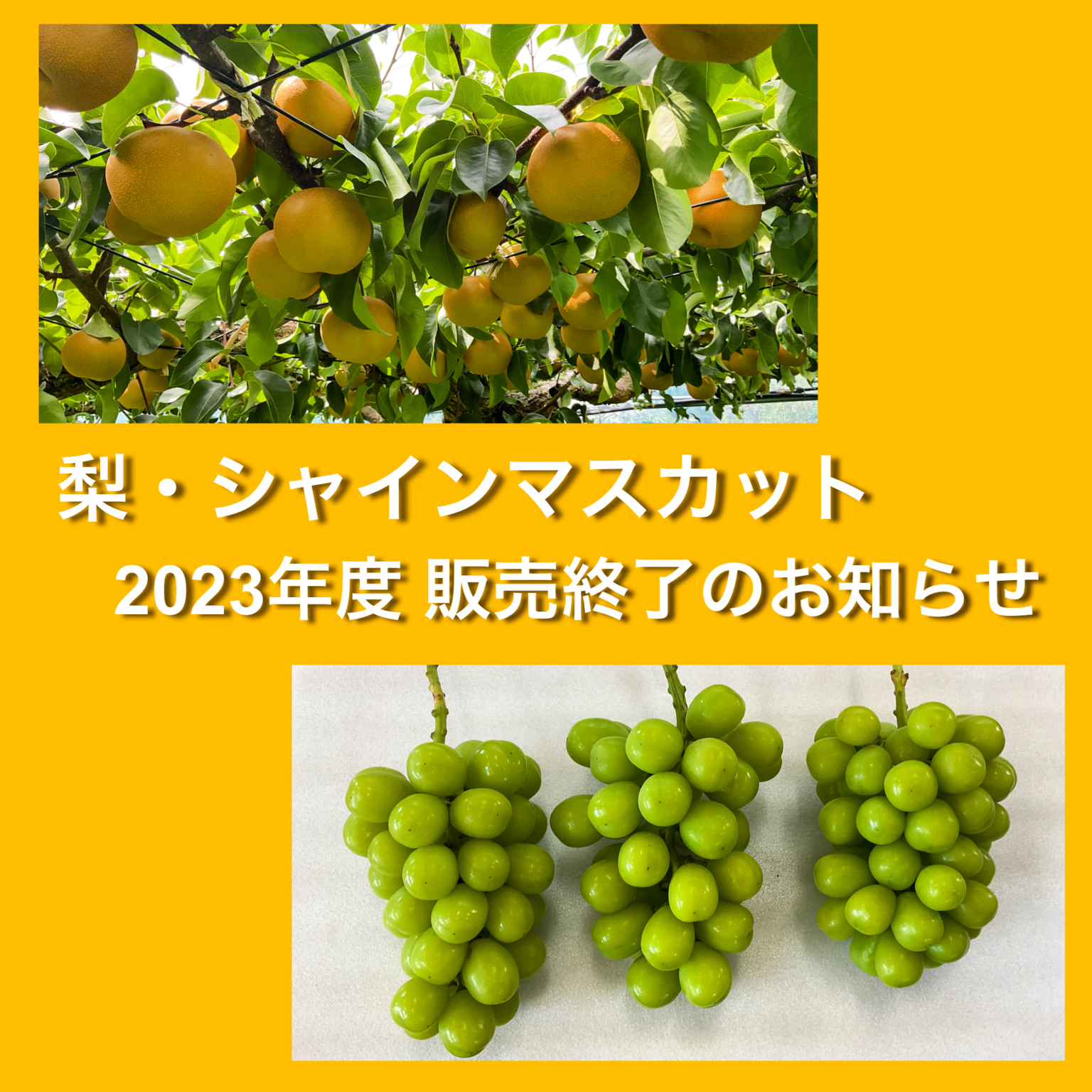 榎本フルーツファーム | 埼玉県白岡市で最大級の梨農園 -since 1948-
